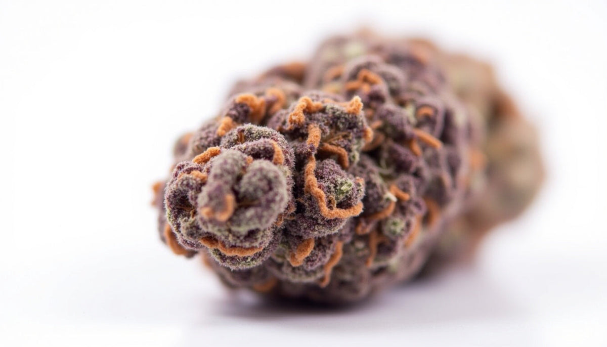 The Science Behind Purple Haze: CBD Flower and Terpenes Explained — Gethemp